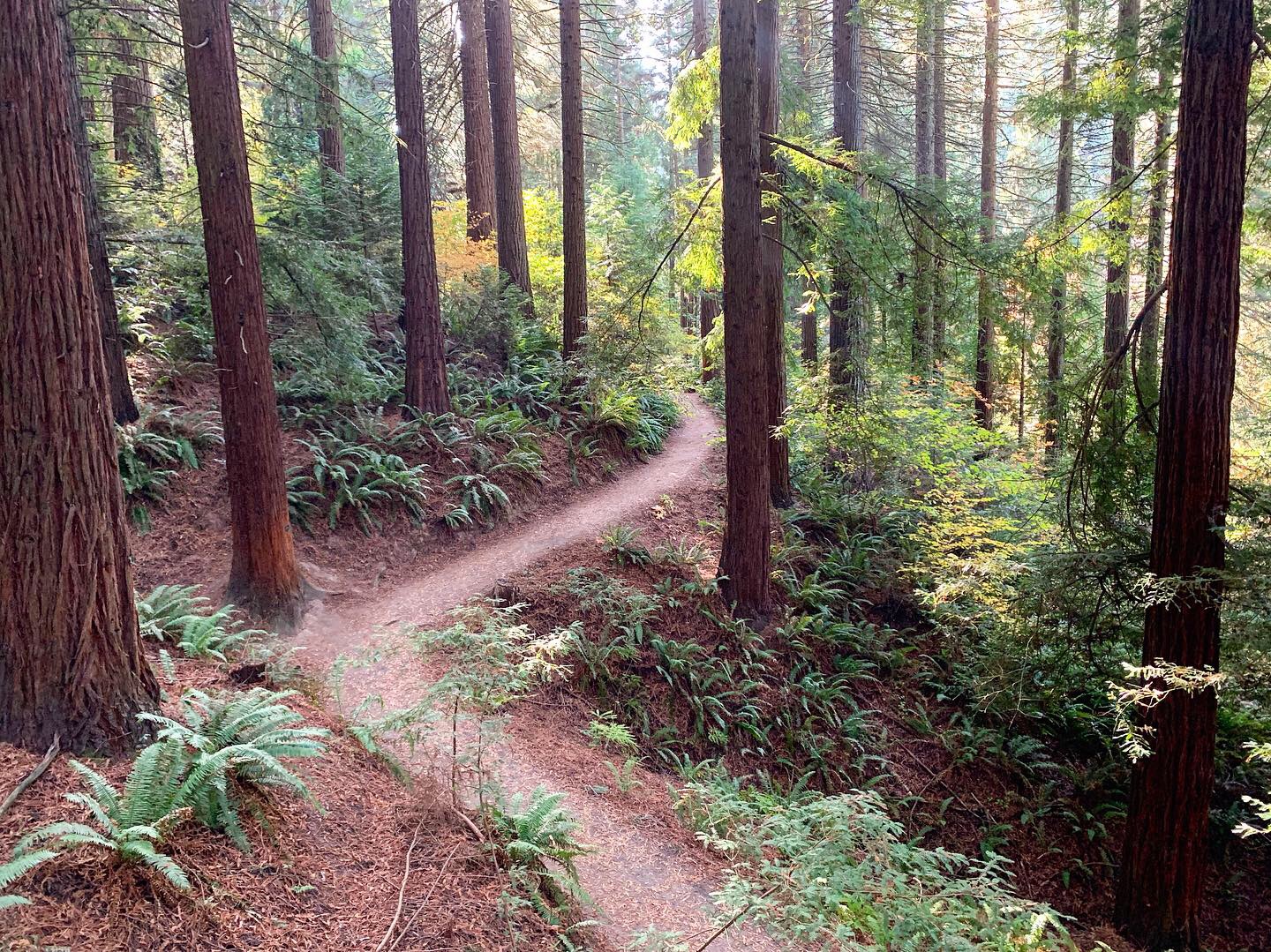 Forest Park: The urban hiking tour – Around Portland Tours